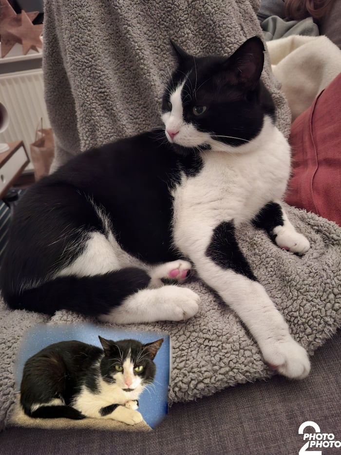 From stray cat to our fluffy fluff :) - 9GAG