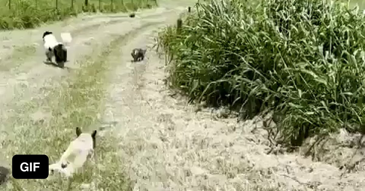 It seems that something like this has already happened in "Barking Bad ...