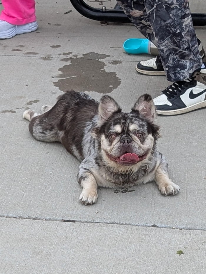 Rare pull at the dog Park yesterday, a Frenchie/Aussie mix - 9GAG