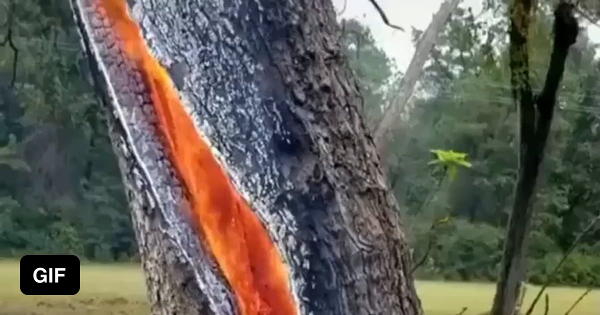 A tree on fire after a lightning strike - 9GAG