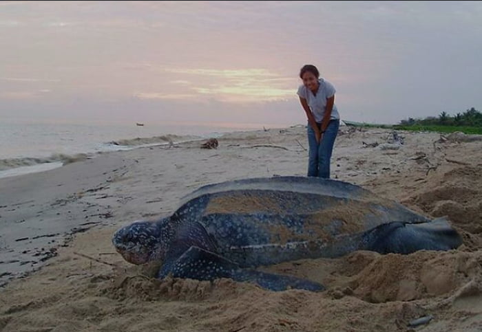 Of a leatherback sea turtle - 9GAG
