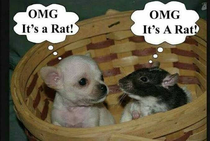 OMG it's a rat - 9GAG