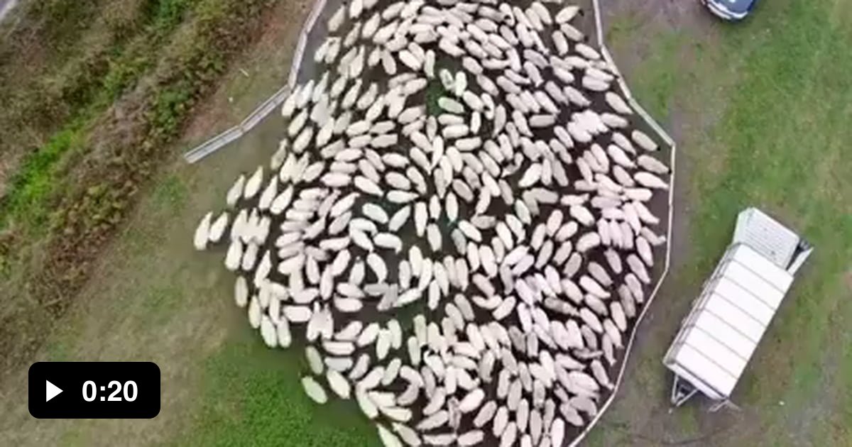 What it looks like to corral hundreds of sheep - 9GAG