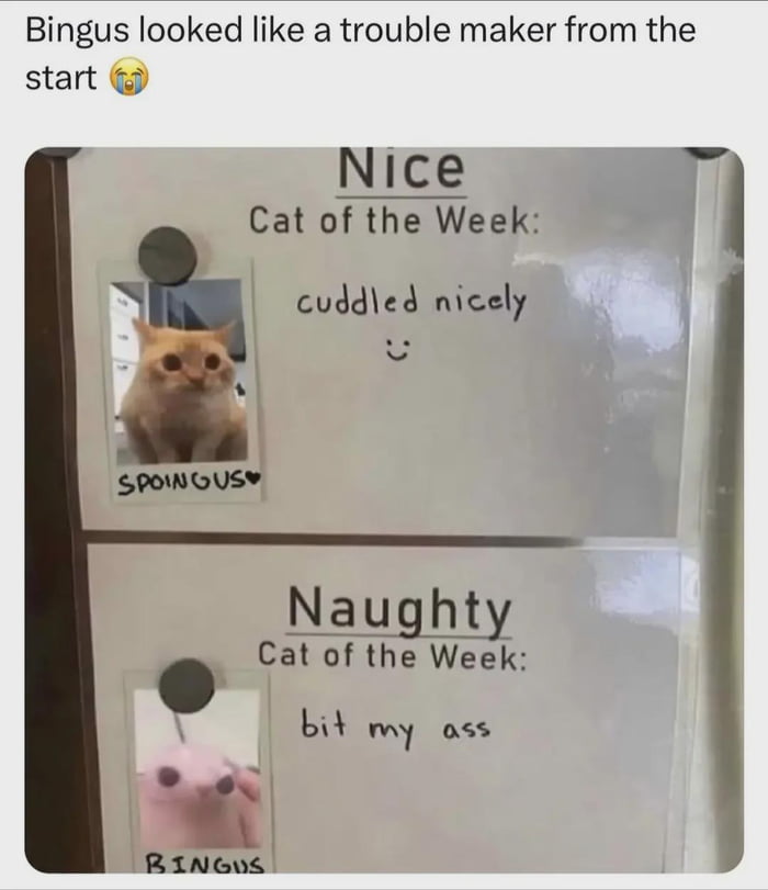 Cat of the Week - 9GAG