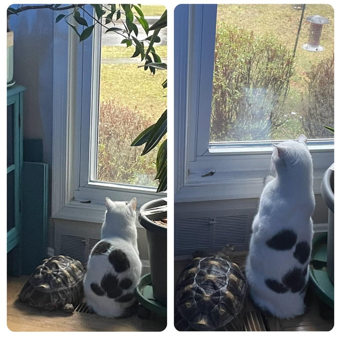 Butters and his tortoise friend, Furiosa, sharing the heat vent - 9GAG