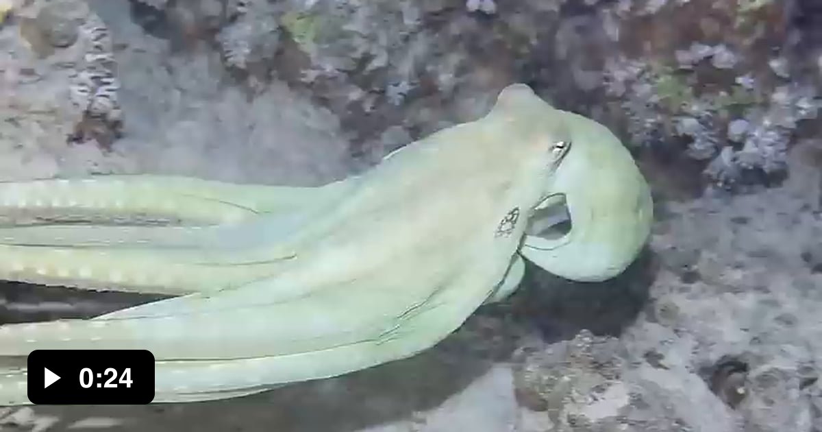 Alien creature using stealth technology - 9GAG