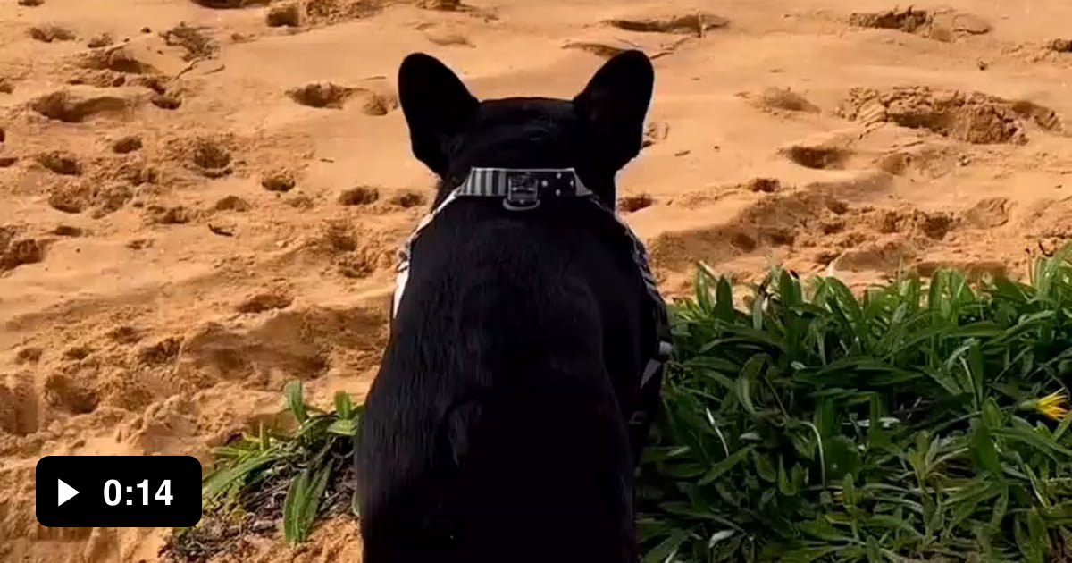 Alrays Rook Eye. - 9GAG