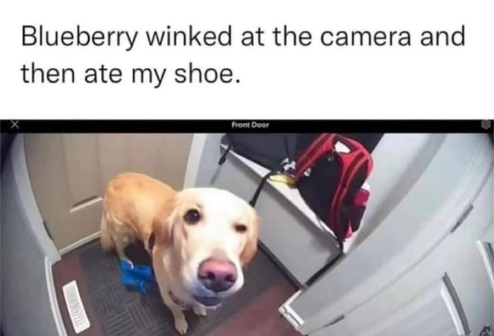 Blueberry knows exactly what he did. - 9GAG