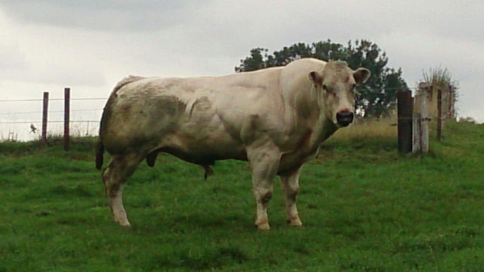 Of a Belgian bull - 9GAG