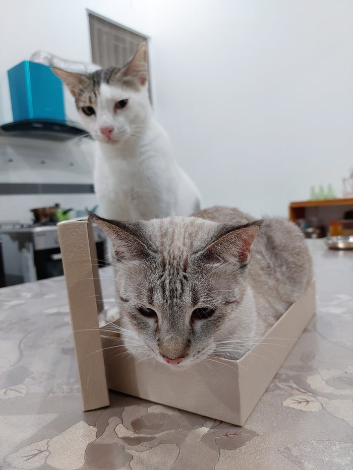 Face of jealousy. My cat, Himi and Cumi. - 9GAG