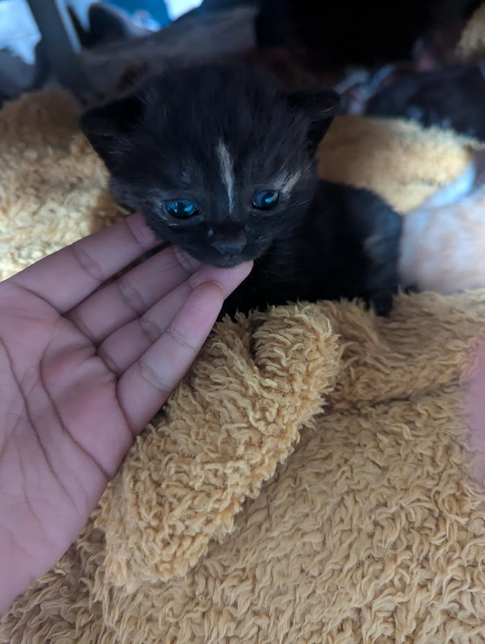 Smol Kitty Kiki. What charges does she deserve? - 9GAG
