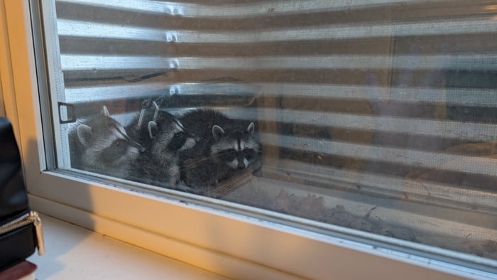 Woke up to some bandits outside my window. - 9GAG