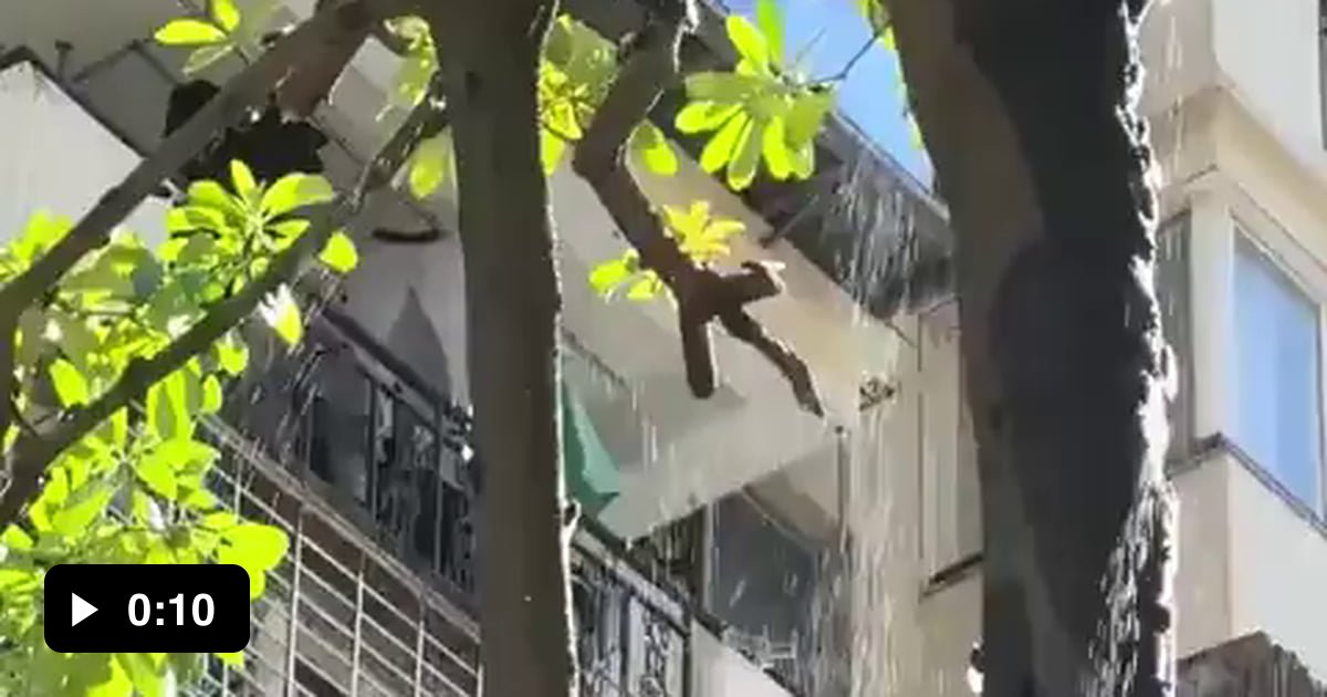 The fascinating phenomenon of cicada rain. - 9GAG