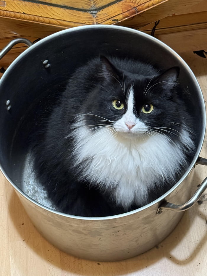 Bucket Cat! - 9GAG