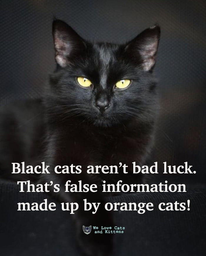Need more love for our fluffy black jelly bean. Black Cat Matter - 9GAG