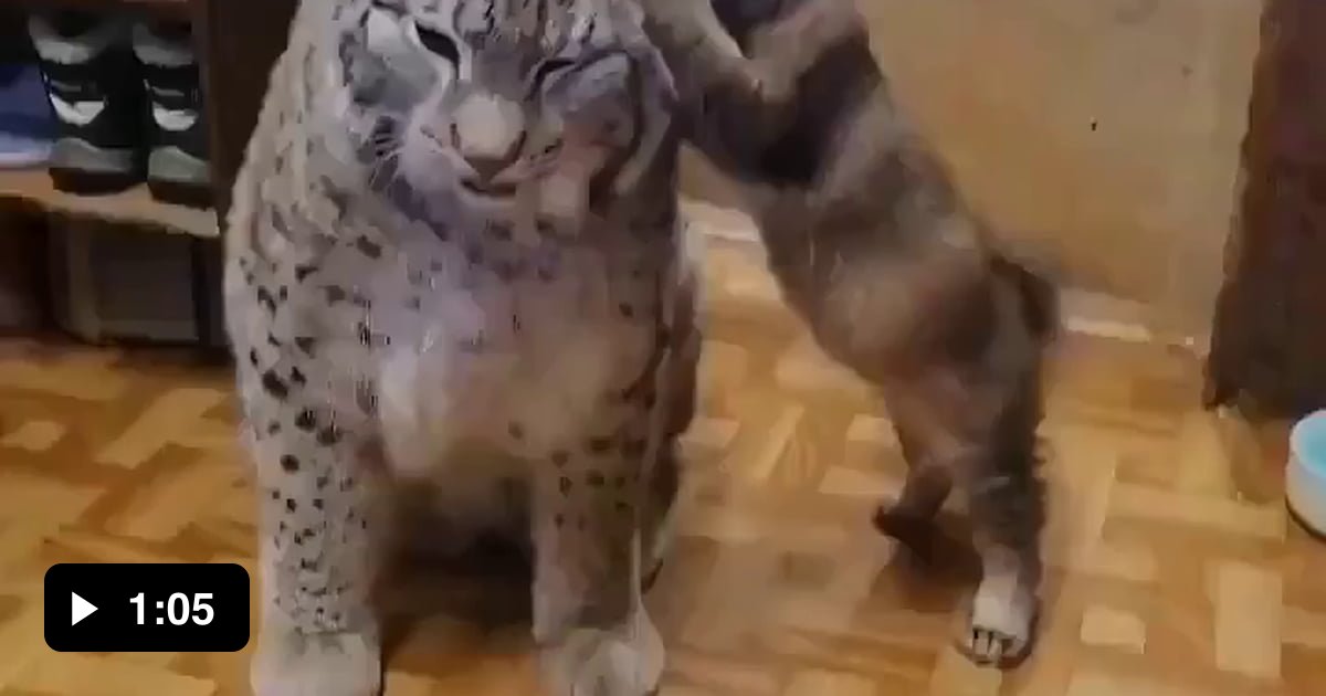 More like Uncle Chonk. Tough job being the fluff puddle for the other pups and cats :) - 9GAG