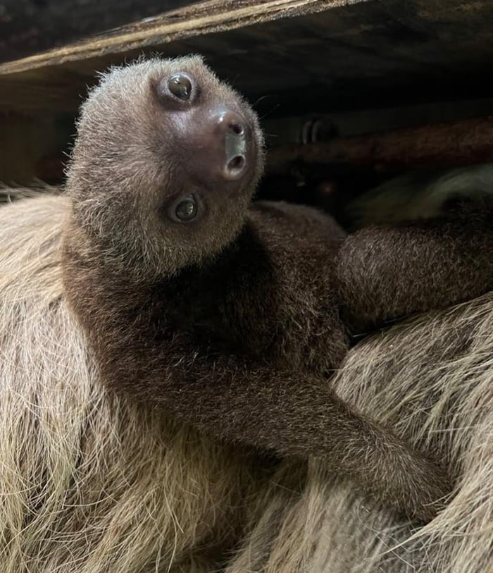 Meet Rolo, Zoo Atlanta’s infant two-toed sloth born on Aug. 9. - 9GAG