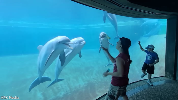 Dolphins love juggling. - 9GAG