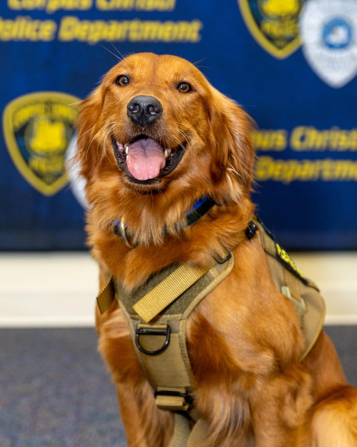 Meet K9 Justice, the Corpus Christi Police Department’s Critical ...