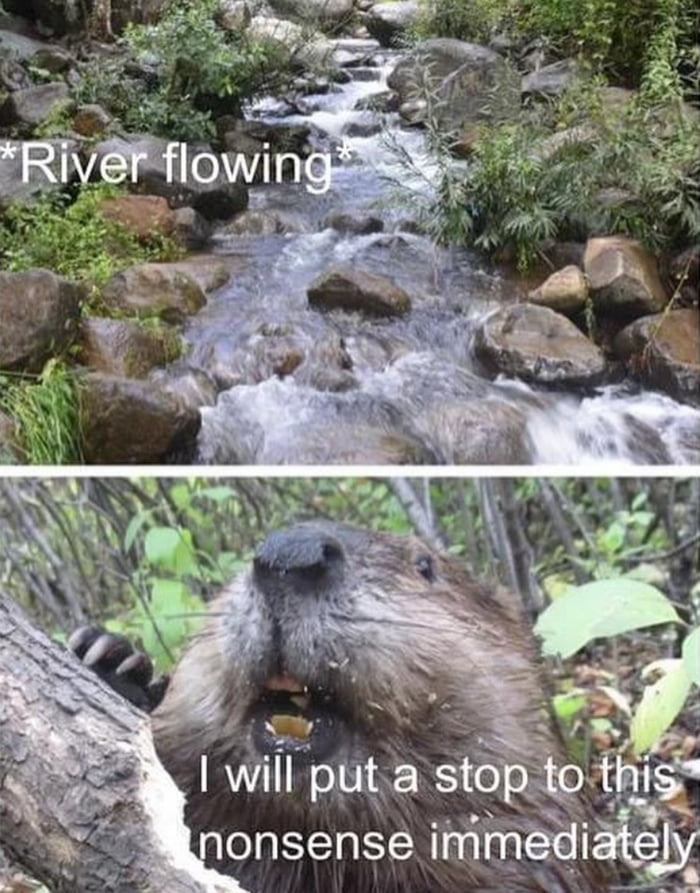 Beavers are the first Karens. - 9GAG