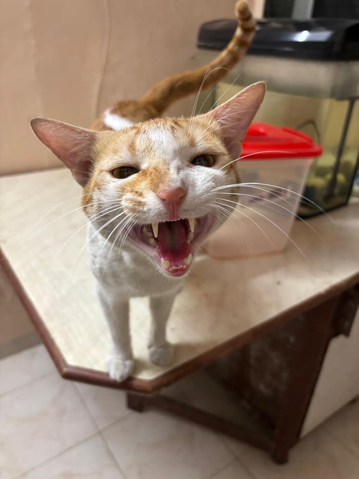 So this is the face of a cat requesting food… why does it feel like a ...