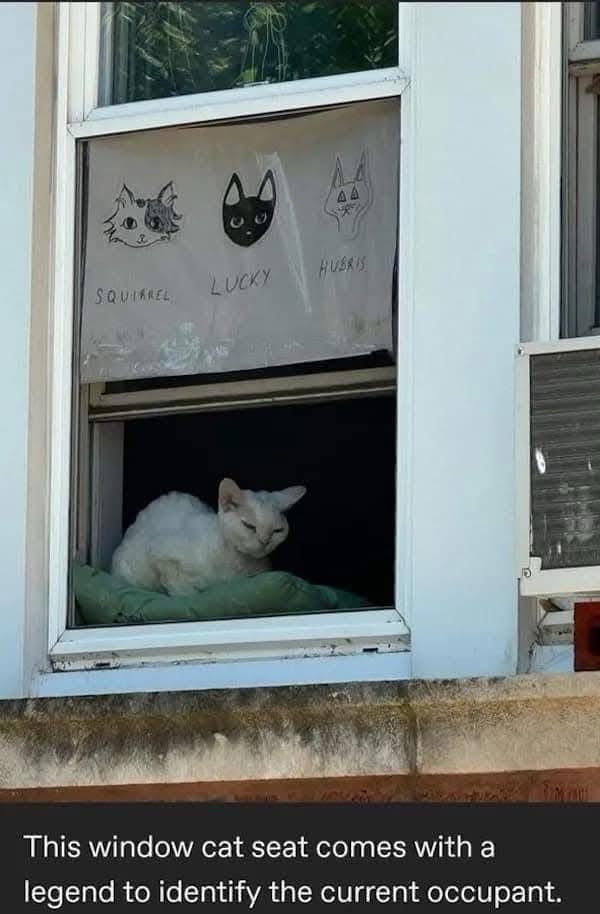 Kitties window - 9GAG