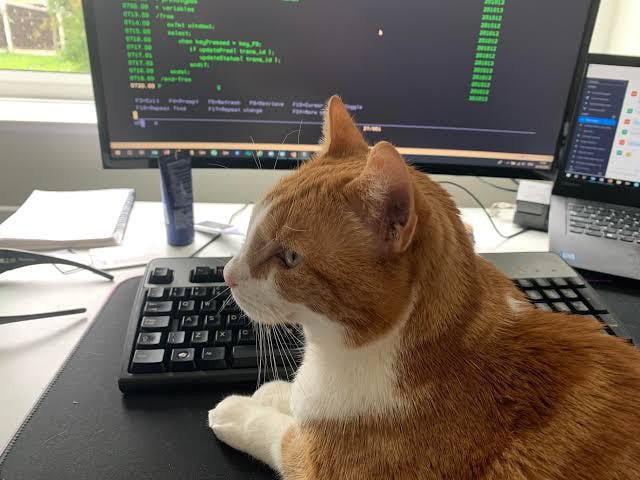 Cat coding in Meowlang programming language - 9GAG
