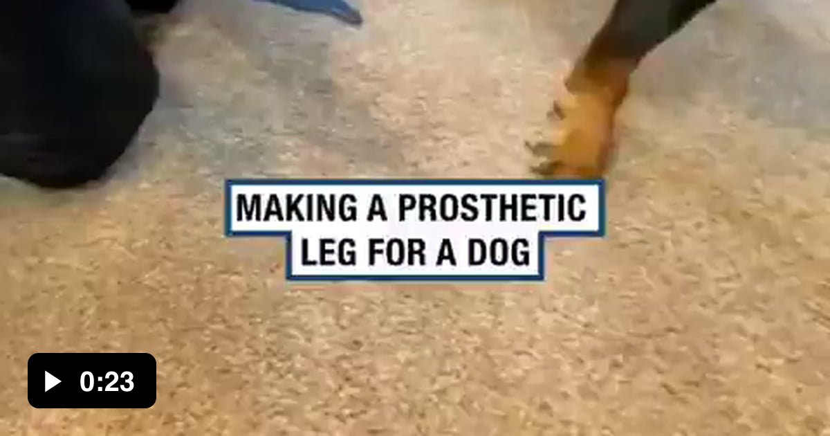 We have the technology. We have the capability to make the world's first bionic doggo - 9GAG