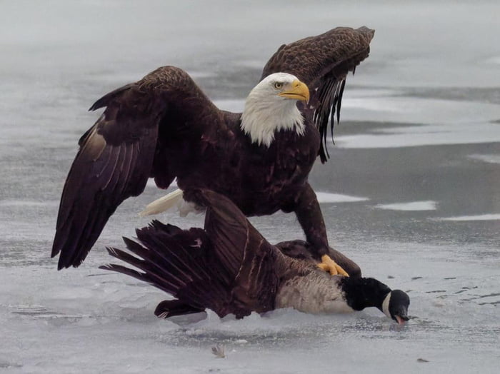 Bald eagle sinks its talons into Canada Goose - 9GAG