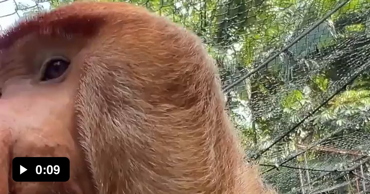 Proboscis monkey sound - 9GAG