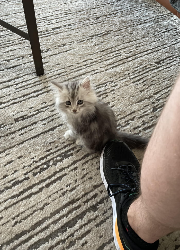 70% fluff… and somehow 90% attitude. - 9GAG