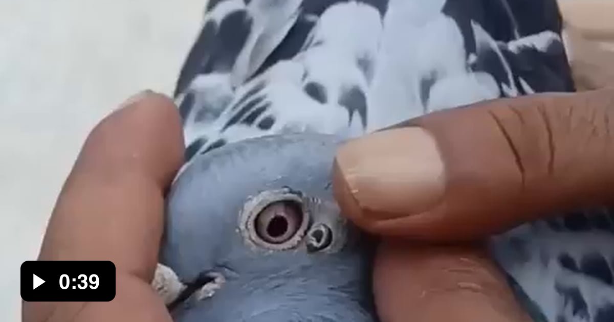 Dr pigeon popper - 9GAG