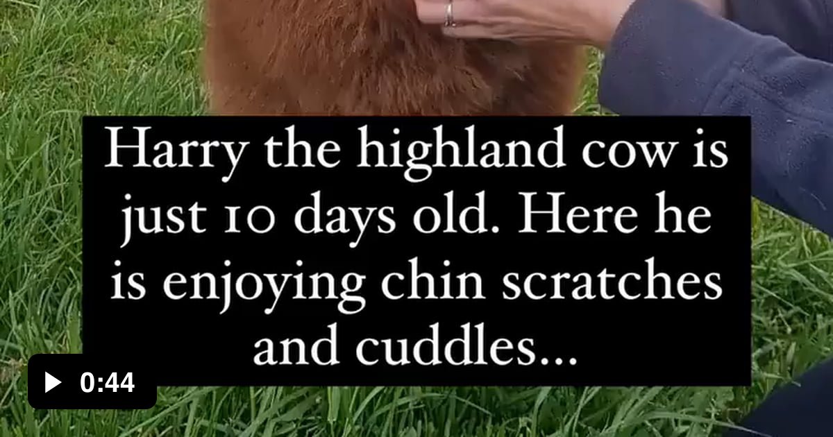 Did you know that Highland cows, like Harry, are one of the oldest ...