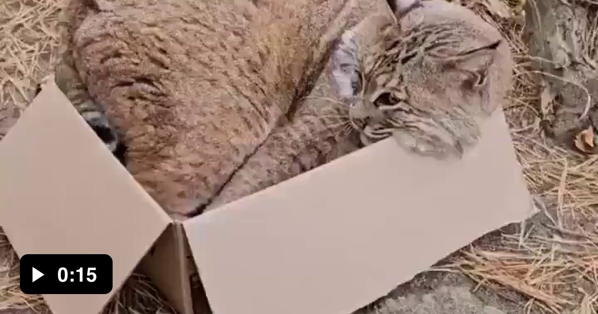 Same software, different hardware very funny cat - 9GAG