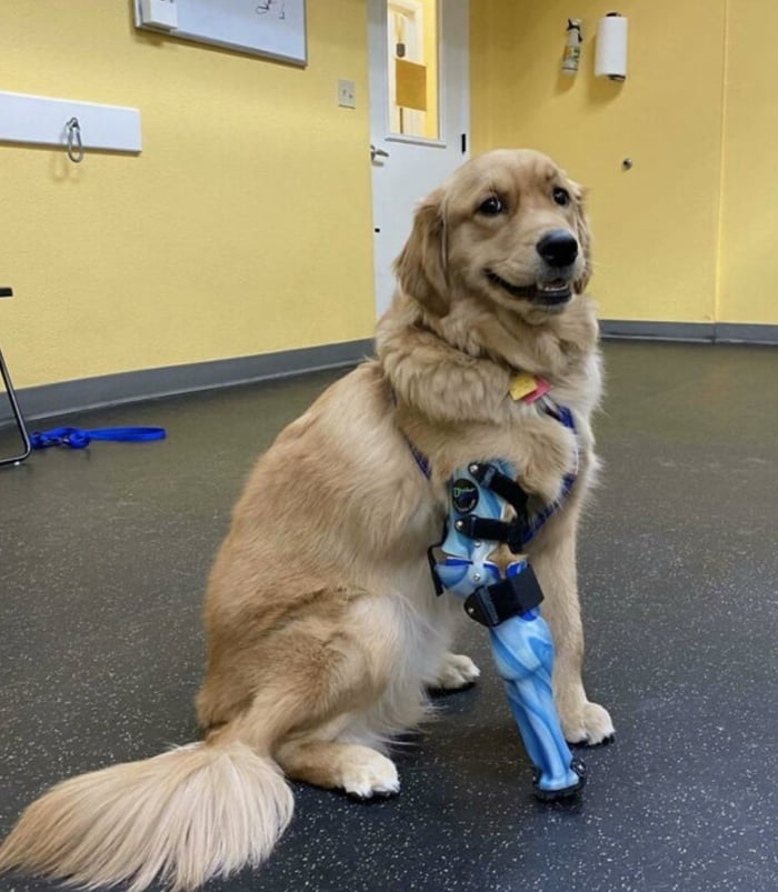 Golden Lab Turbo is absolutely proud by his new prosthetic leg. - 9GAG