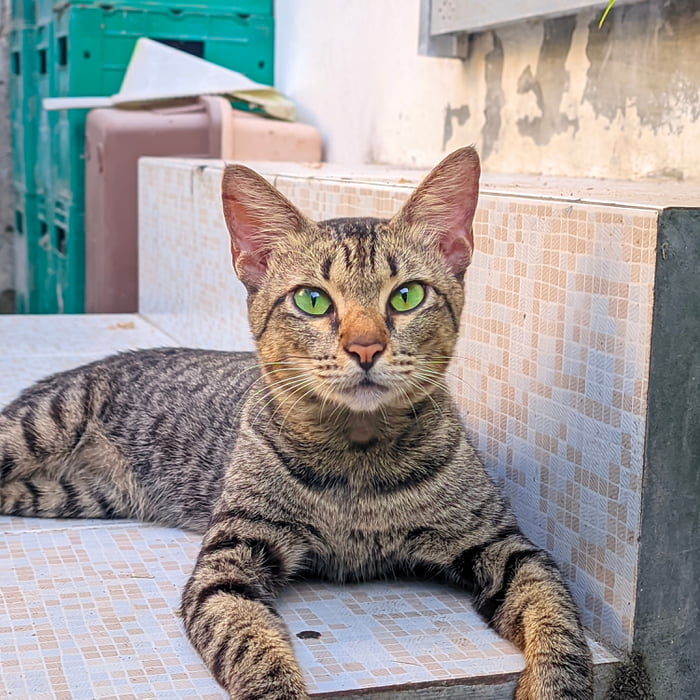 I don't know whose cat this is but he looked great. - 9GAG