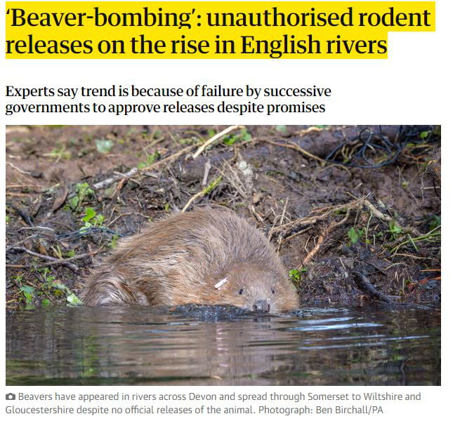 Wild Beavers - 9GAG