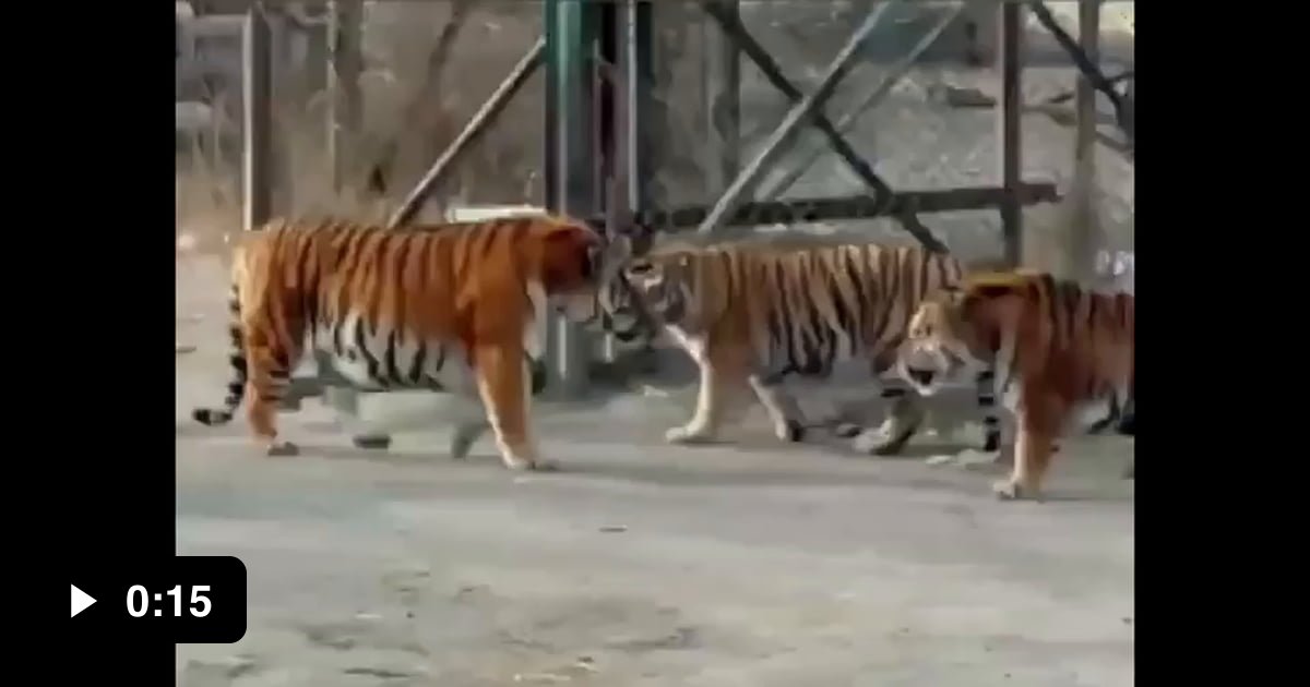 This huge 700 pound Siberian tiger enters the enclosure and meets the ...