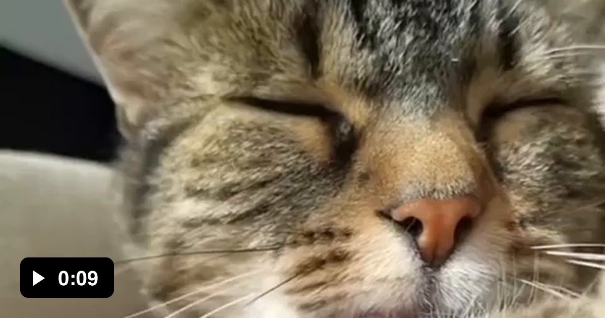 Lick lickitty Cat - 9GAG