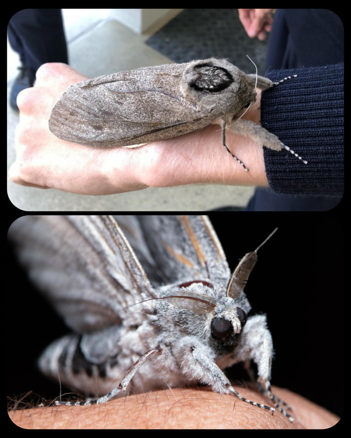 Giant Wood Moth: these rat-sized moths have a wingspan of up to 23cm ...