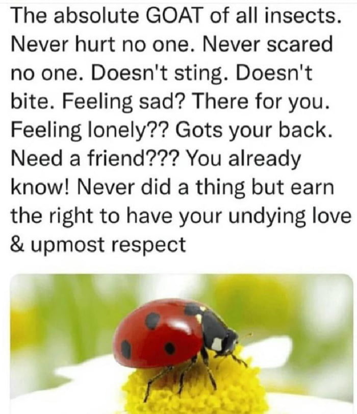 This insect has the respect. - 9GAG