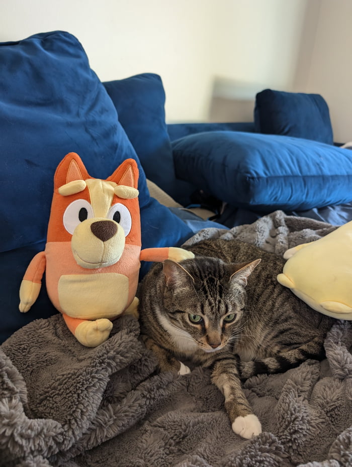 My cat needed some consoling - 9GAG