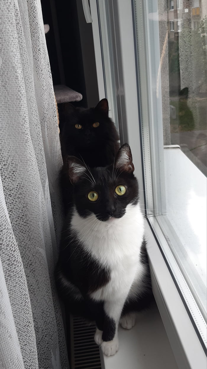 Gato and shadow gato - 9GAG