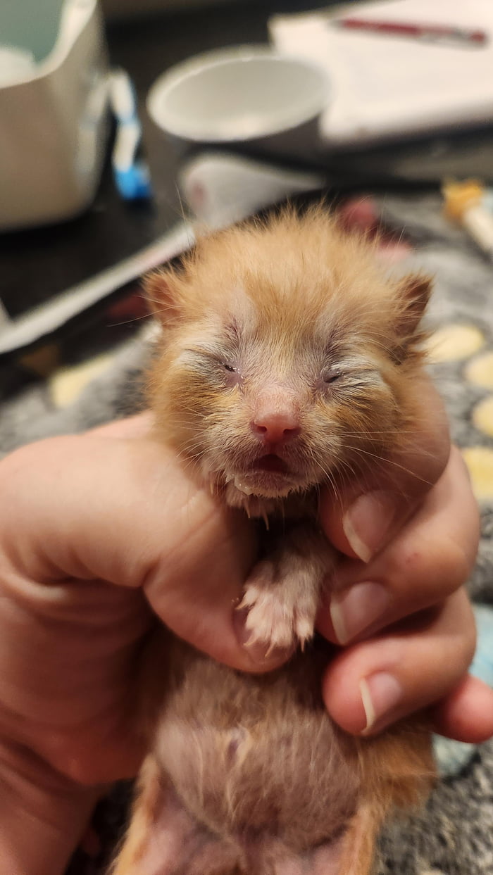 Charmander's eyes are opening! - 9GAG