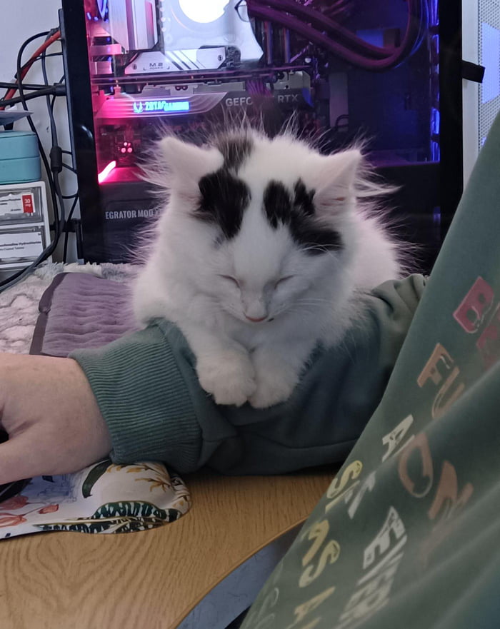 He gets sleepy while waiting for me to stop gaming - 9GAG