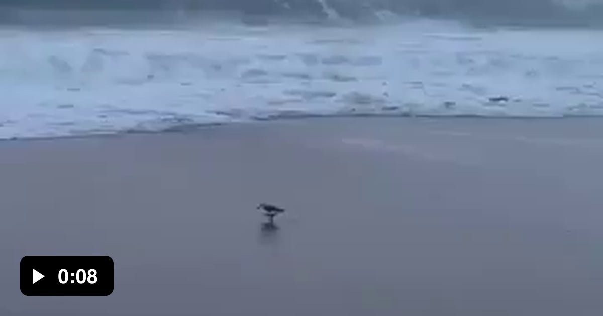 Sanderling’s beach run at dawn - 9GAG