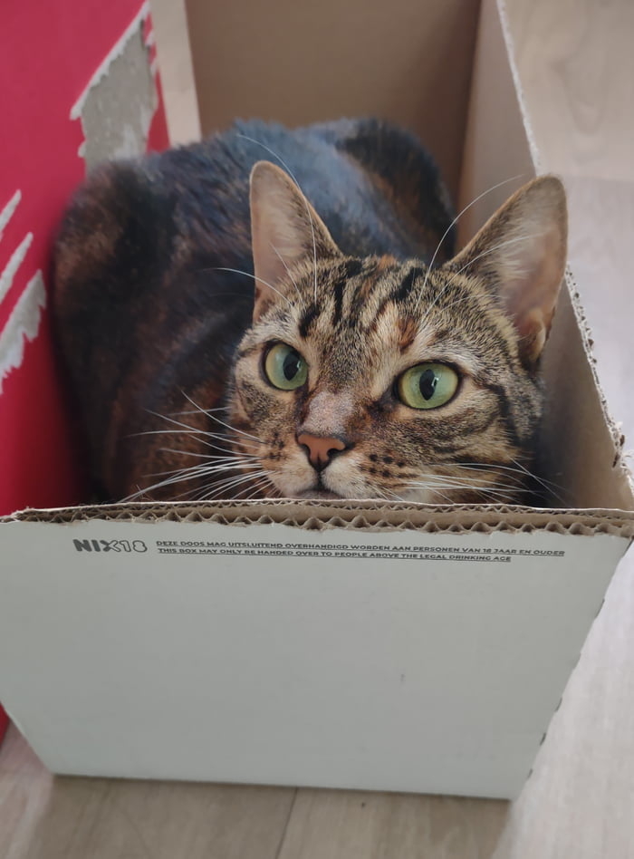 Show me the most recent picture of your kitty 😺 - 9GAG