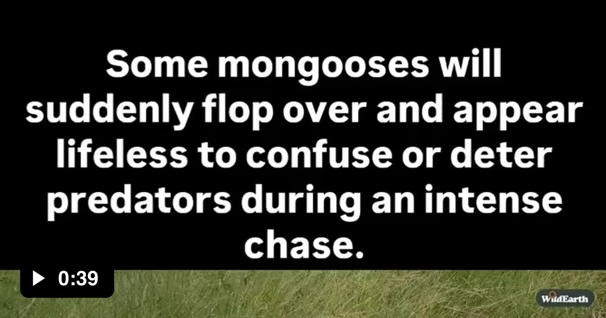 Run TOWARDS the predator, flop ded. Oh sheet, it's still there, flopps ...