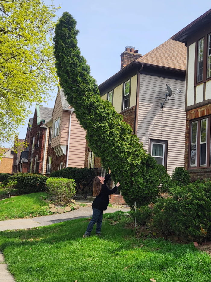 This phallic shrub - 9GAG