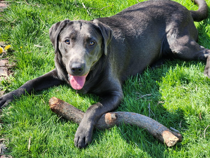 Hundreds of dollars of dog toys, and this is what she wants to play ...